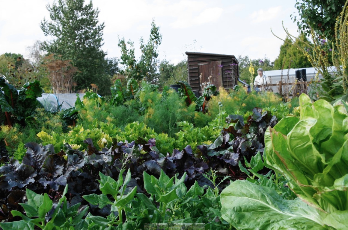 GARDENING TIME: Organic growing is on the increase, says new survey ...