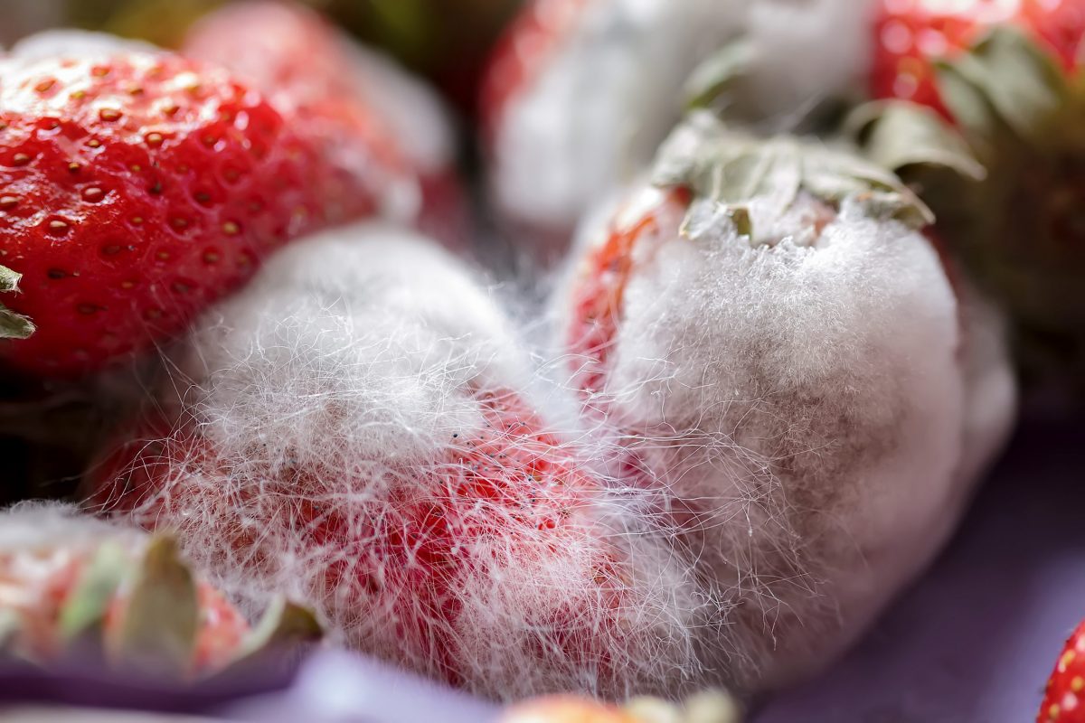 Gardening Time: Tackling the nuisance of grey mould on plants - The ...