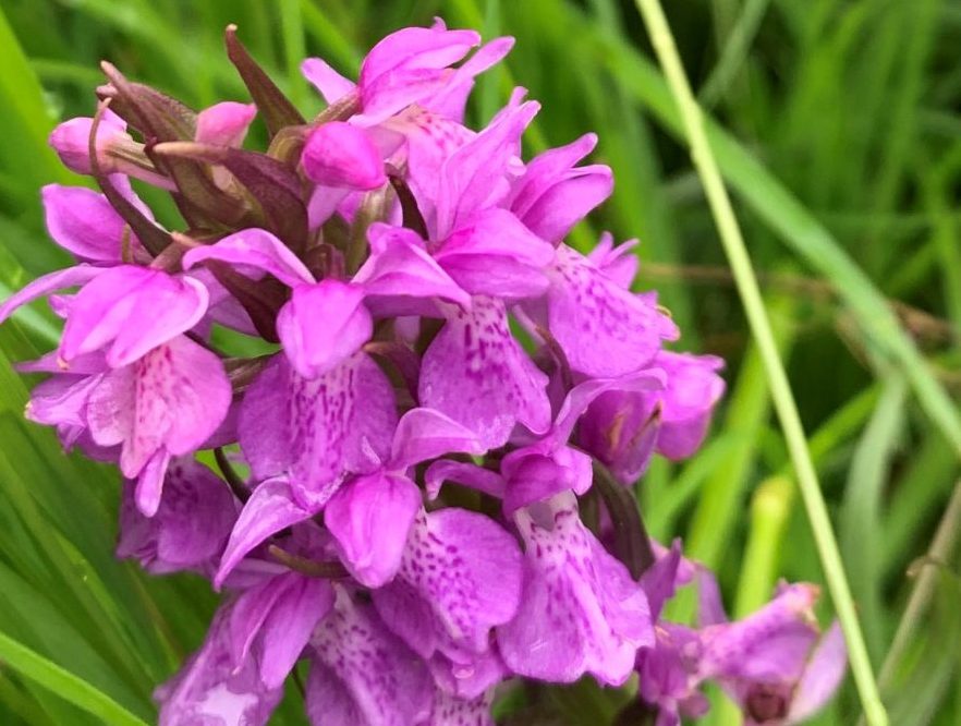 How wildflowers such as southern marsh orchids have added a dash of ...