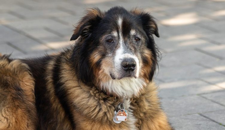 Final chance for Worcester residents to microchip their dogs for free ...