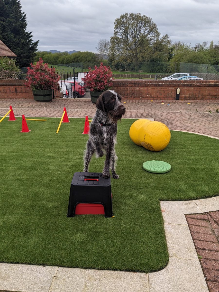 Worcester vets fixed working dog - The Worcester Observer