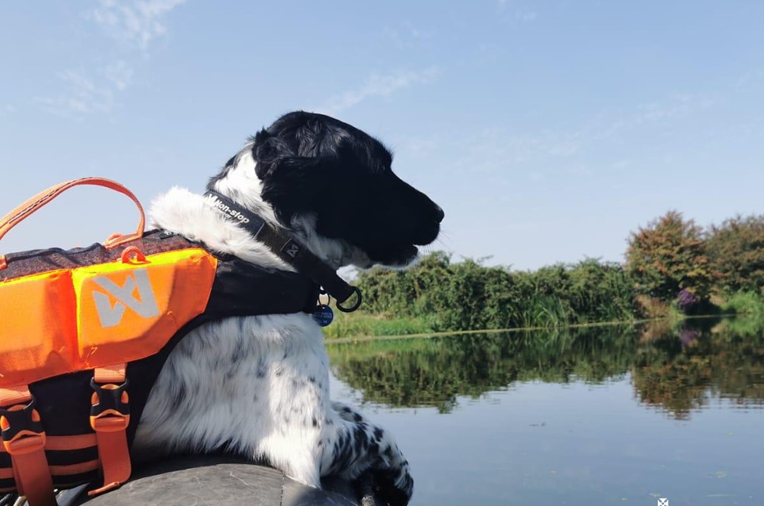 West Mercia's Victim Recovery Dog 'PD Indy' set to be one of the most ...