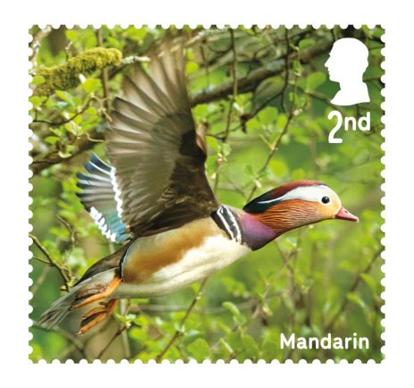 PICTURE SPECIAL - Royal Mail's new 'quacking' set of duck stamps really ...