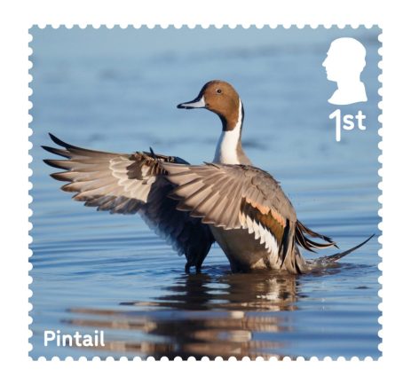 PICTURE SPECIAL - Royal Mail's new 'quacking' set of duck stamps really ...