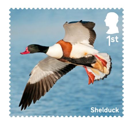 PICTURE SPECIAL - Royal Mail's new 'quacking' set of duck stamps really ...