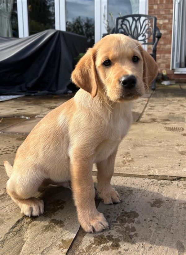 Bagel the Guide Dog puppy makes himself at home in Worcester - The ...