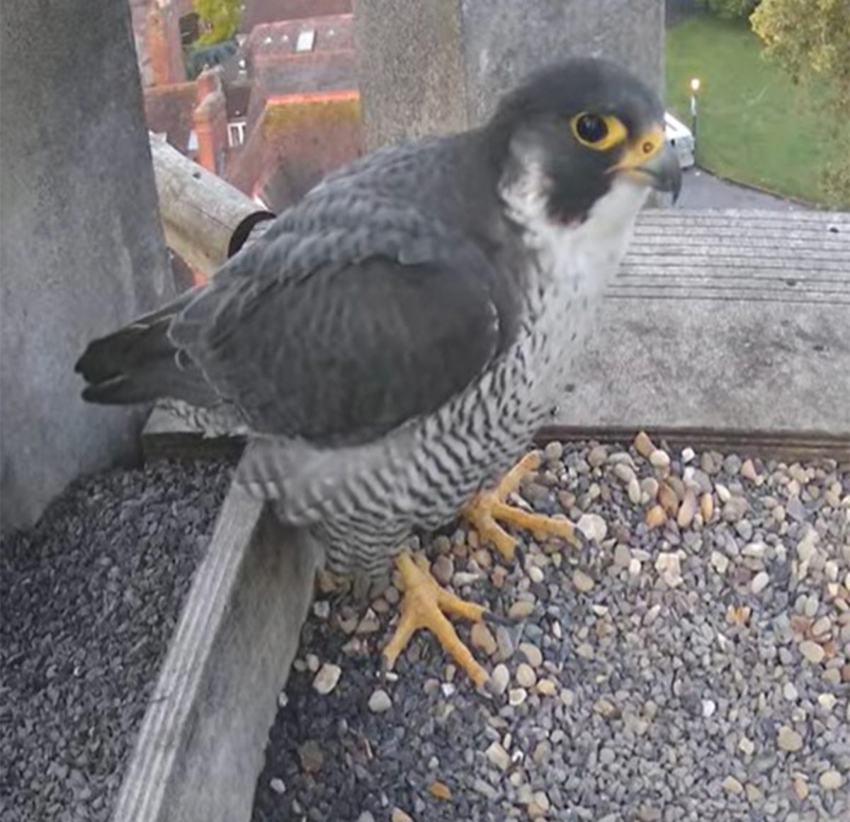 Peregrine Family Returns to Worcester Cathedral - The Worcester Observer